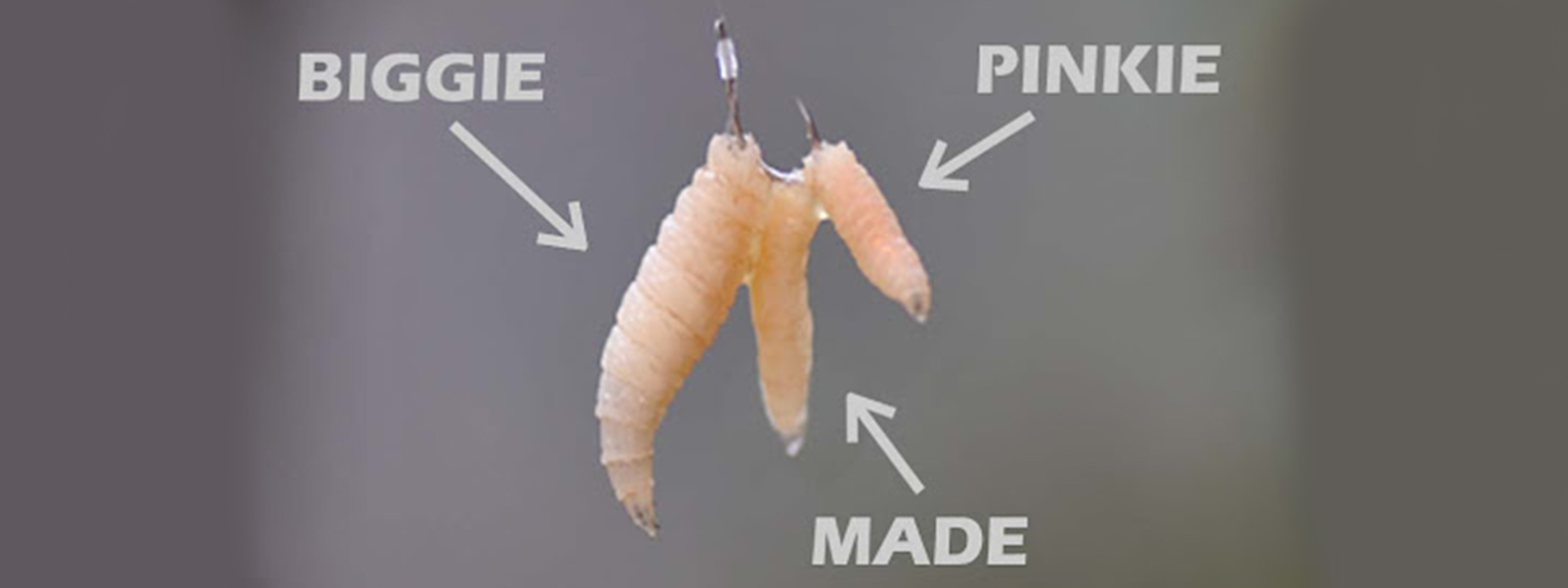 Houd je verse maden in topconditie! - Raven Blog